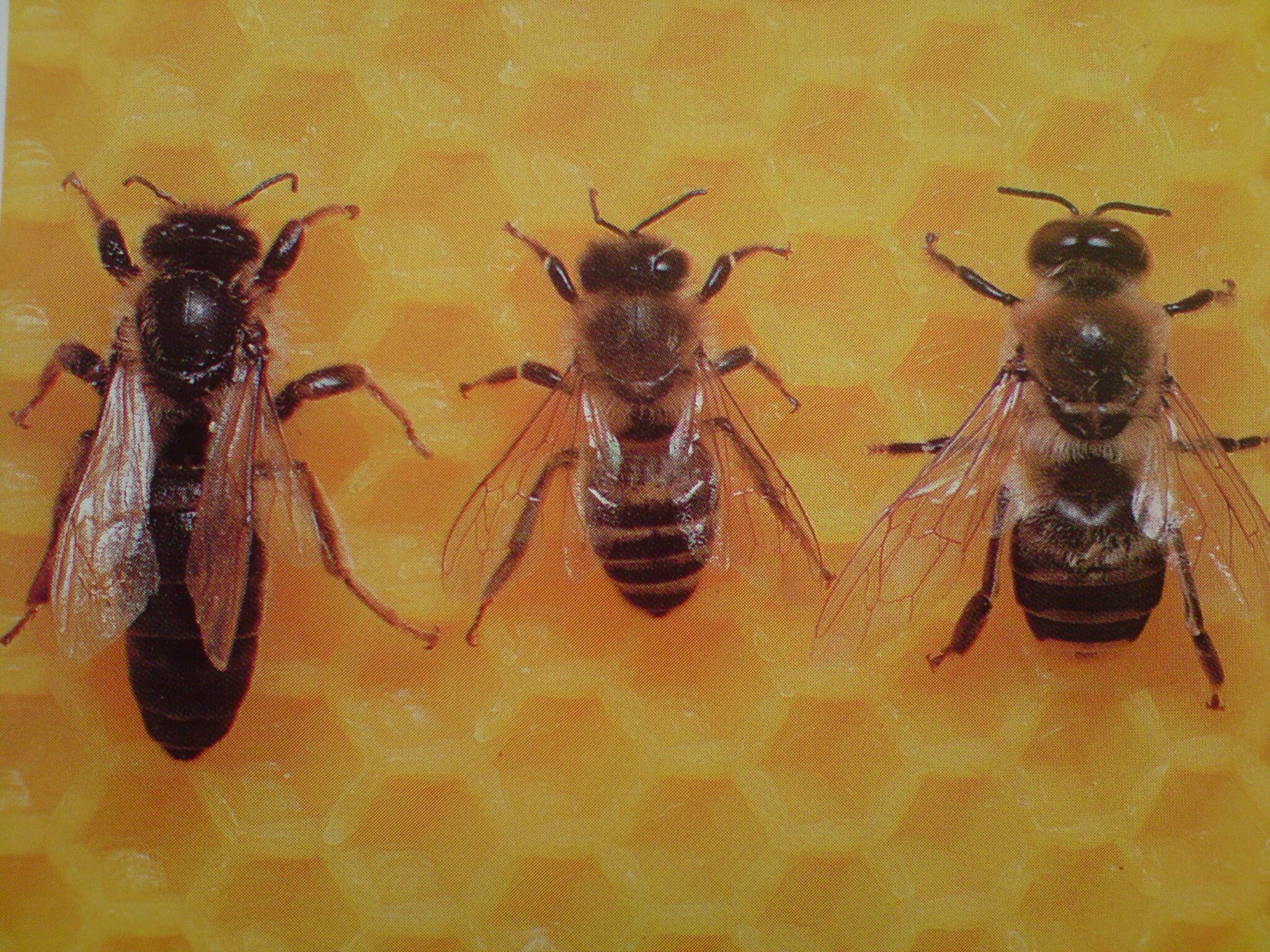 Das Bienenvolk – Der Bien | Impuls Bienenweide